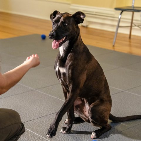 Schoolhouse Classes - Merry Puppins School for Dogs - Pittsburgh, PA